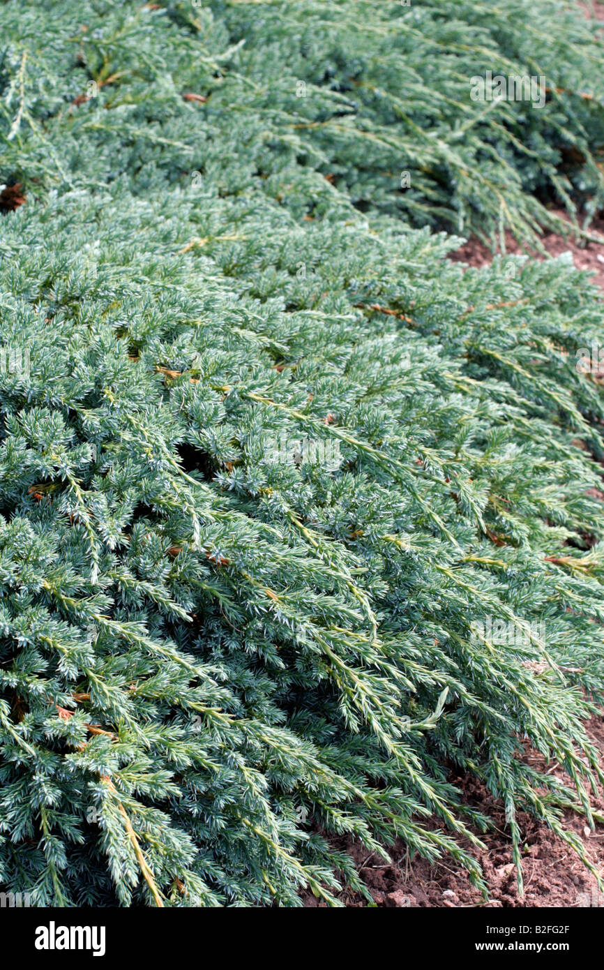 Juniperus blue carpet -Fotos und -Bildmaterial in hoher Auflösung – Alamy