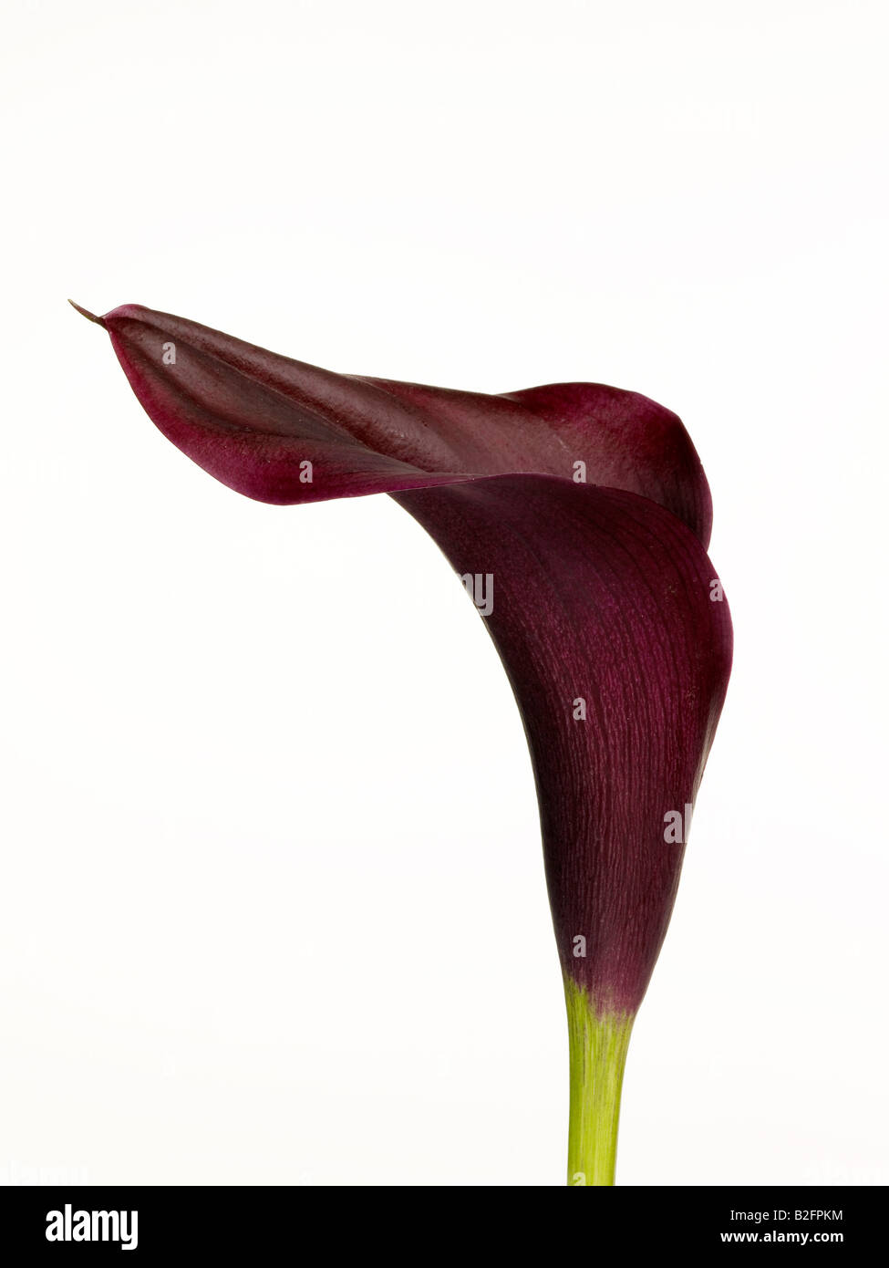 Calla background Ausgeschnittene Stockfotos und -bilder - Alamy