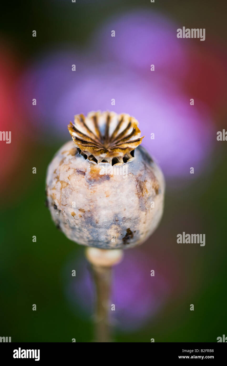 Mohn ist zu samen geworden -Fotos und -Bildmaterial in hoher Auflösung ...