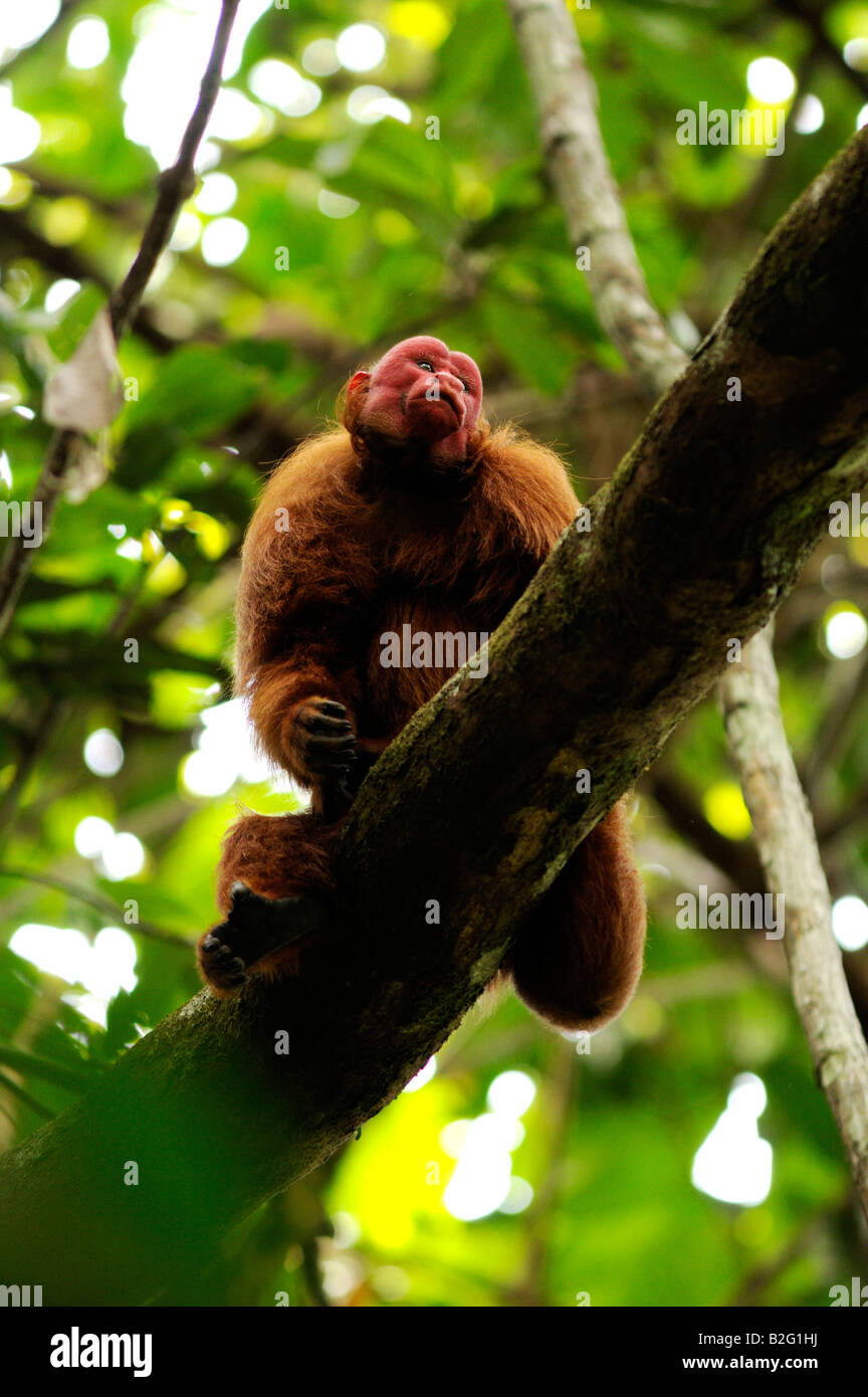 Red Uakari Monkeys Stockfotos und -bilder Kaufen - Alamy