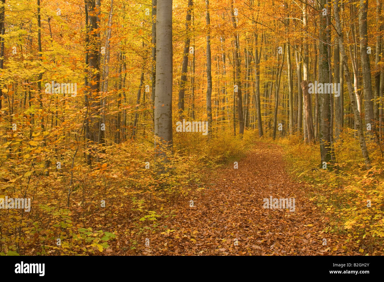 Landschaften waldwege -Fotos und -Bildmaterial in hoher Auflösung – Alamy