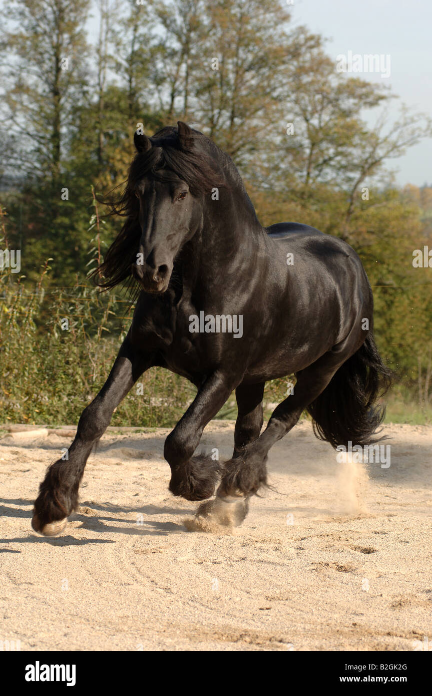Friesen pferd -Fotos und -Bildmaterial in hoher Auflösung – Alamy