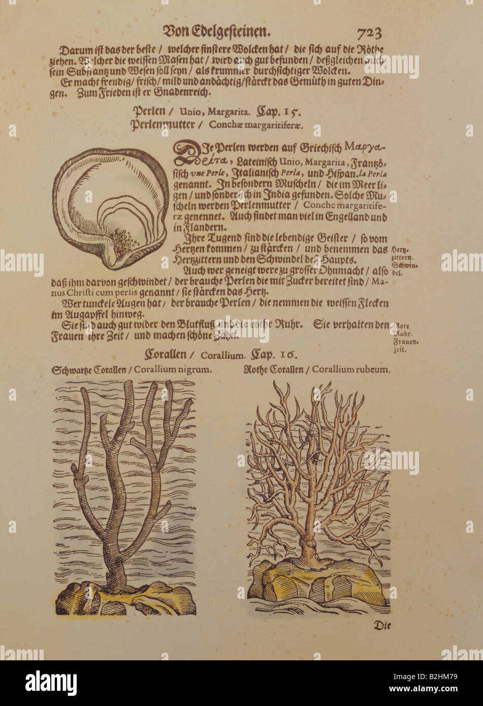 Adam lonicerus -Fotos und -Bildmaterial in hoher Auflösung – Alamy