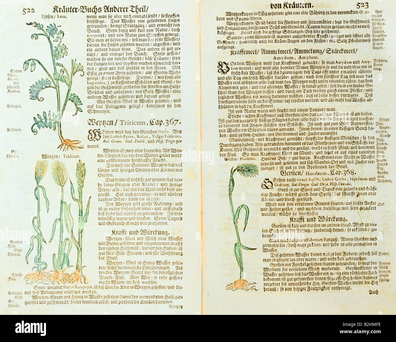 Botanik, Getreide, Weizen (Tricitum), Hordeum, aus "Kraeuterbuch ...