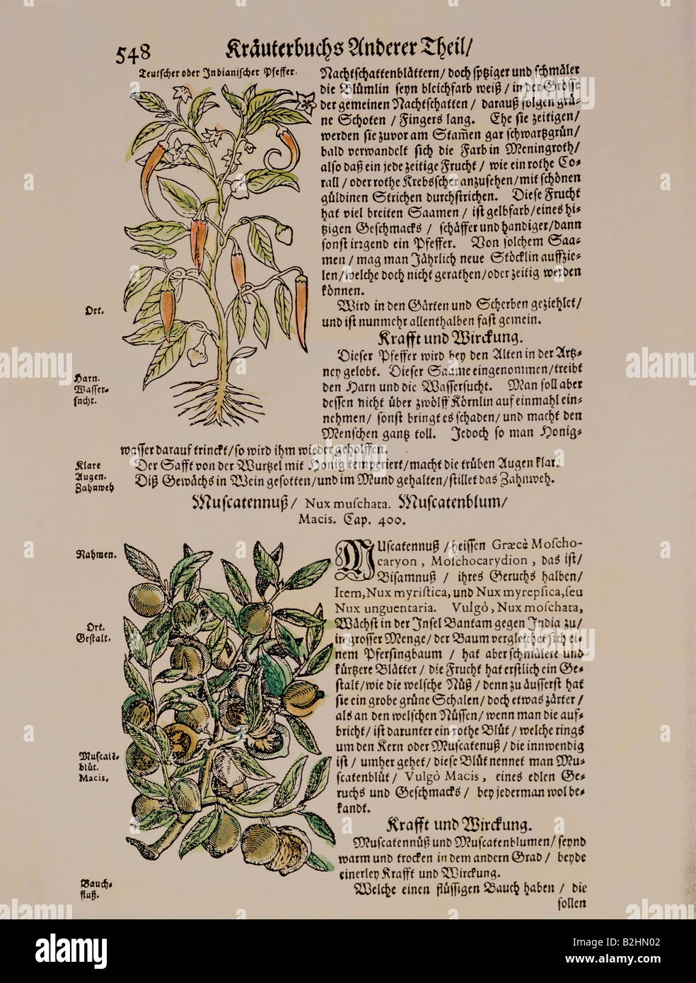 Adam lonicerus -Fotos und -Bildmaterial in hoher Auflösung – Alamy