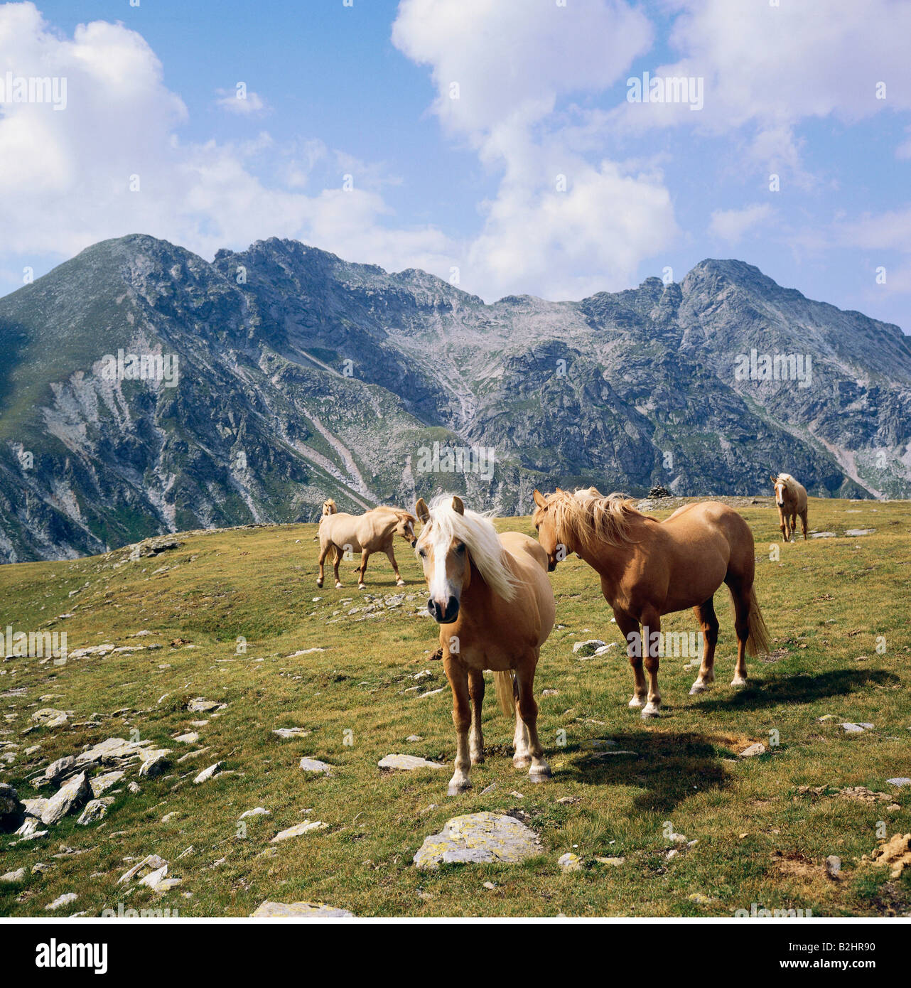Haflinger pferde auf der alp -Fotos und -Bildmaterial in hoher Auflösung – Alamy