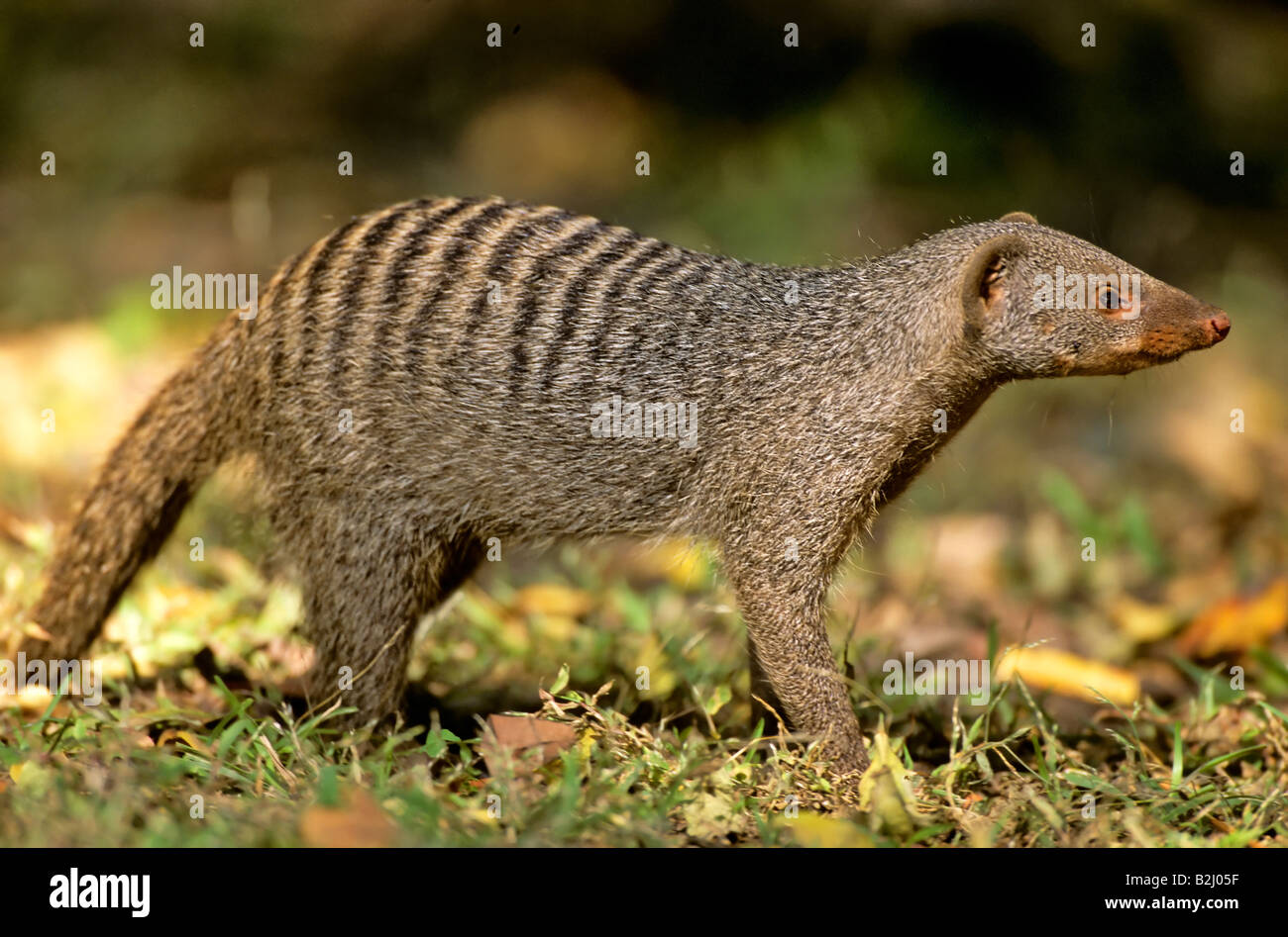 Simbabwe Afrika Zebramanguste gebändert Manguste Mungos Mungo Sambesi ...