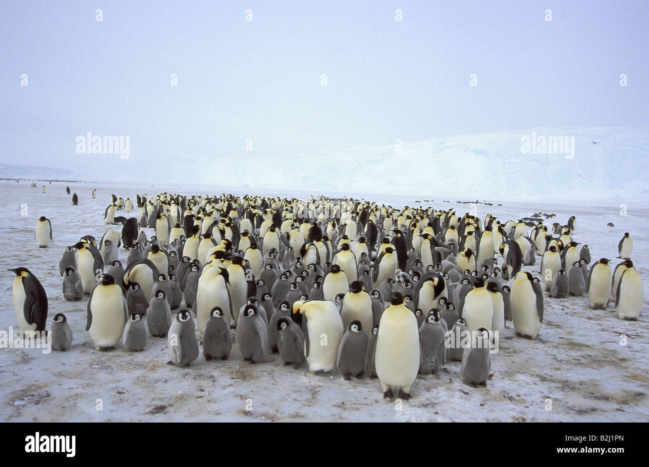 Emperor penguin cubs aptenodytes forsteri -Fotos und -Bildmaterial in ...