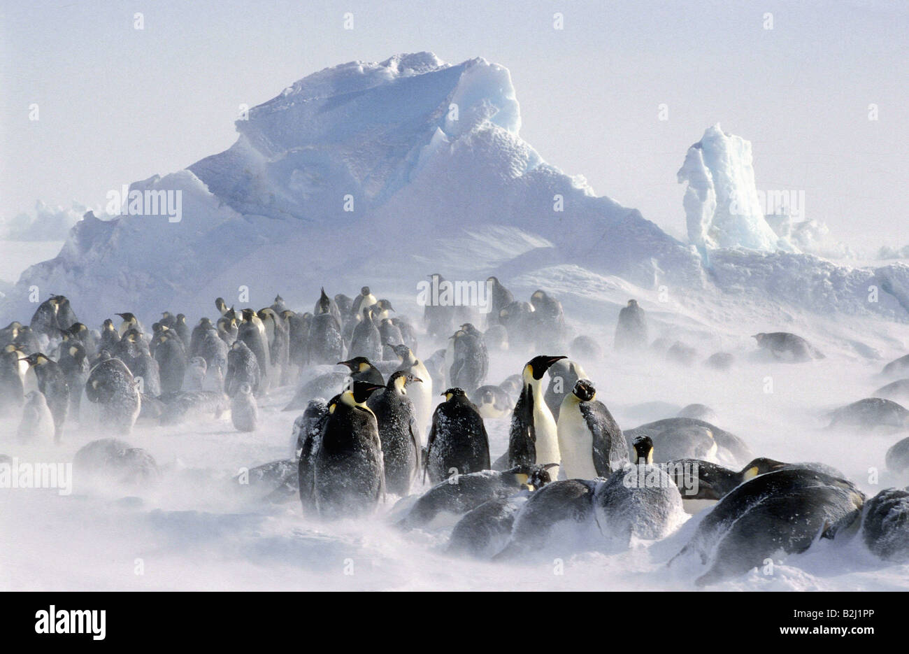 Pinguin kolonie im schneesturm -Fotos und -Bildmaterial in hoher ...