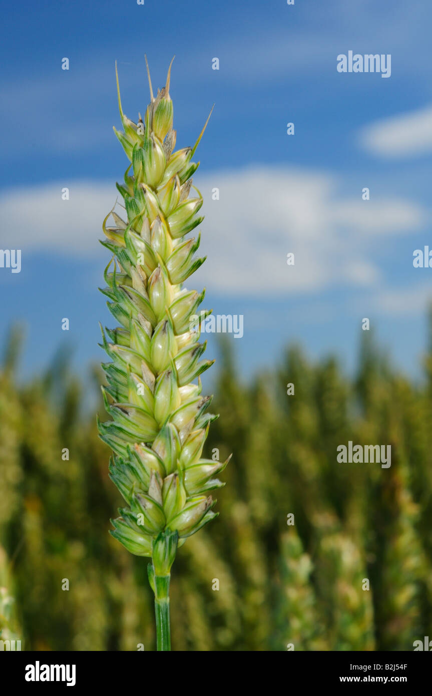 Mahlen in weizen -Fotos und -Bildmaterial in hoher Auflösung – Alamy