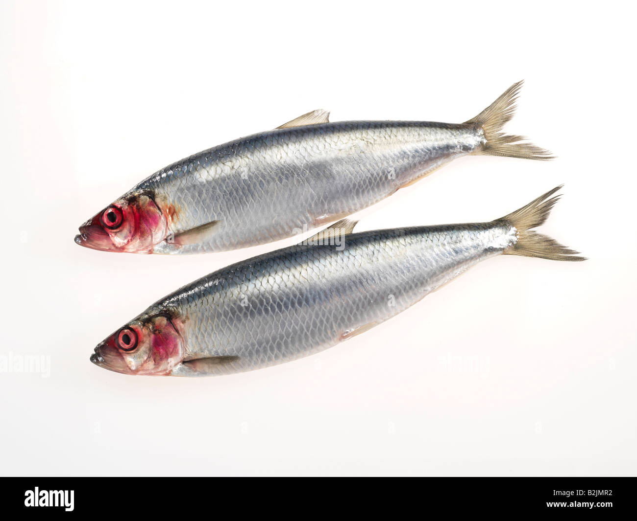 Hering fisch seefisch seefisch -Fotos und -Bildmaterial in hoher ...