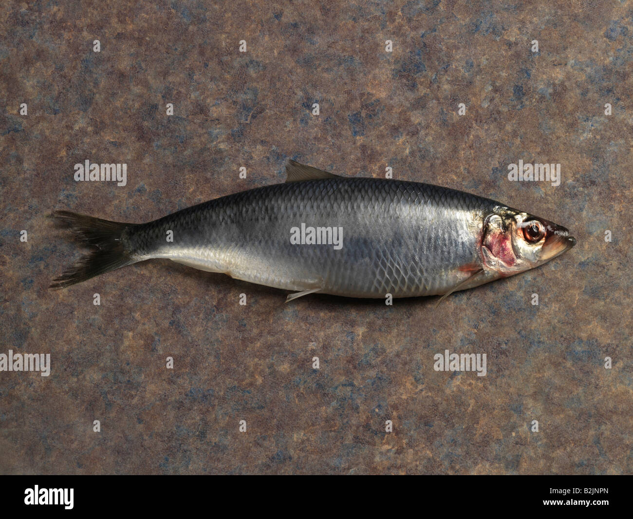 Atlantischer hering Stockfotos und -bilder Kaufen - Alamy