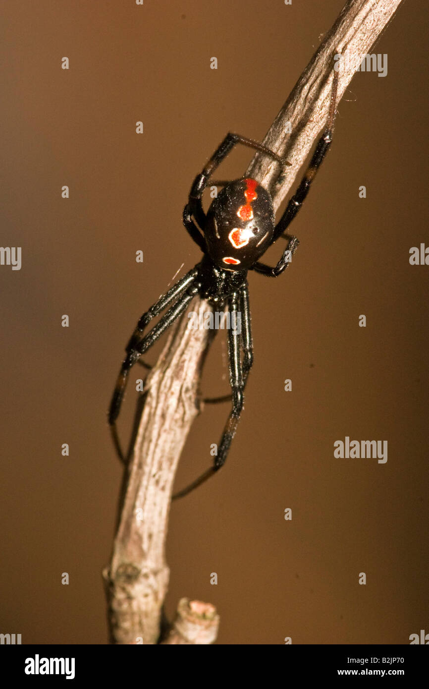 Schwarze witwe -Fotos und -Bildmaterial in hoher Auflösung – Alamy