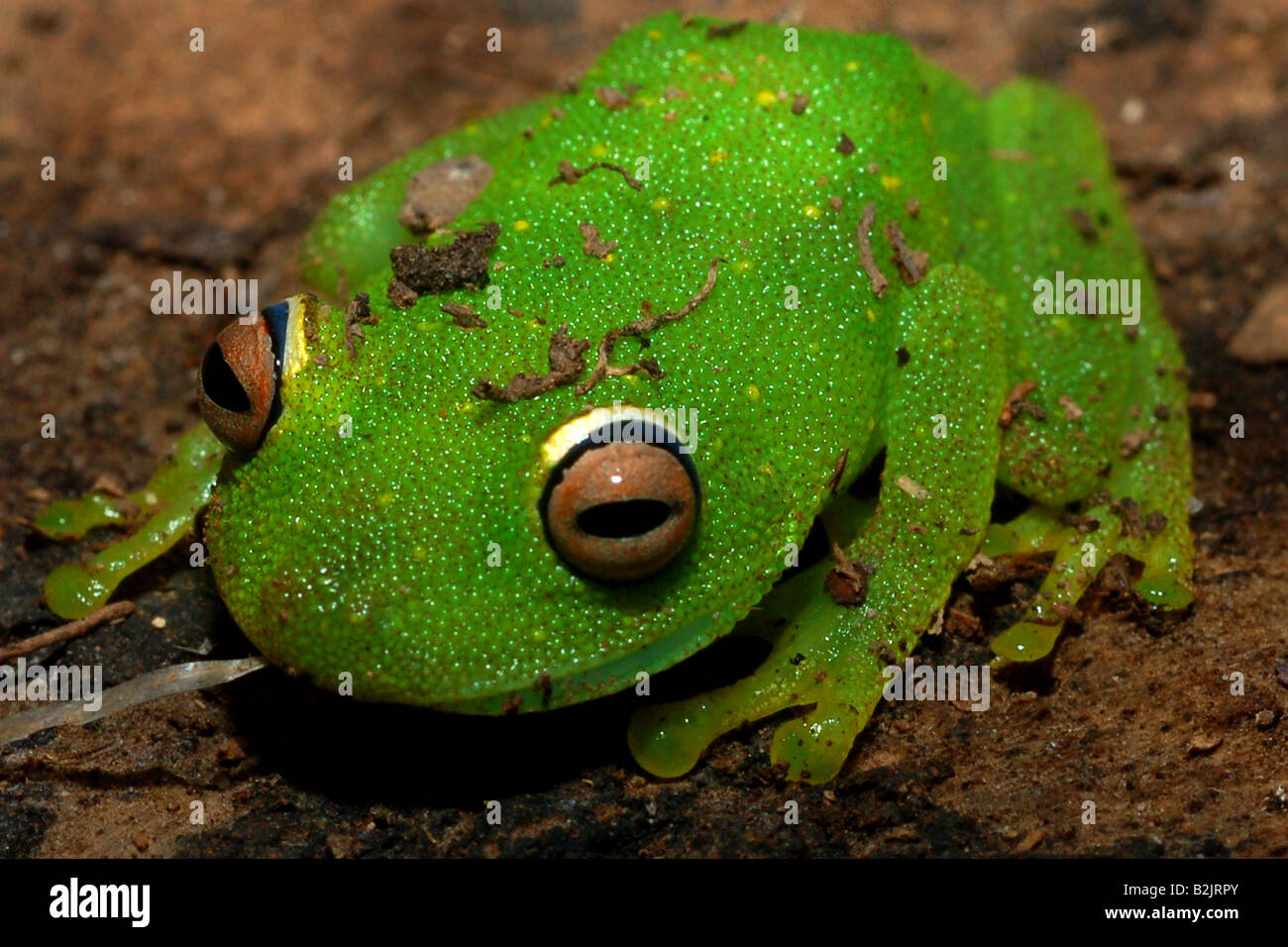 Frosch aus dem regenwald -Fotos und -Bildmaterial in hoher Auflösung ...