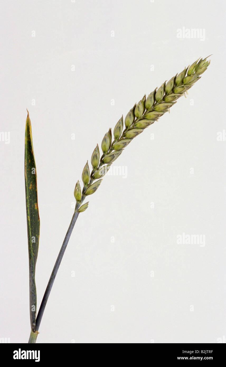 Common wheat -Fotos und -Bildmaterial in hoher Auflösung – Alamy