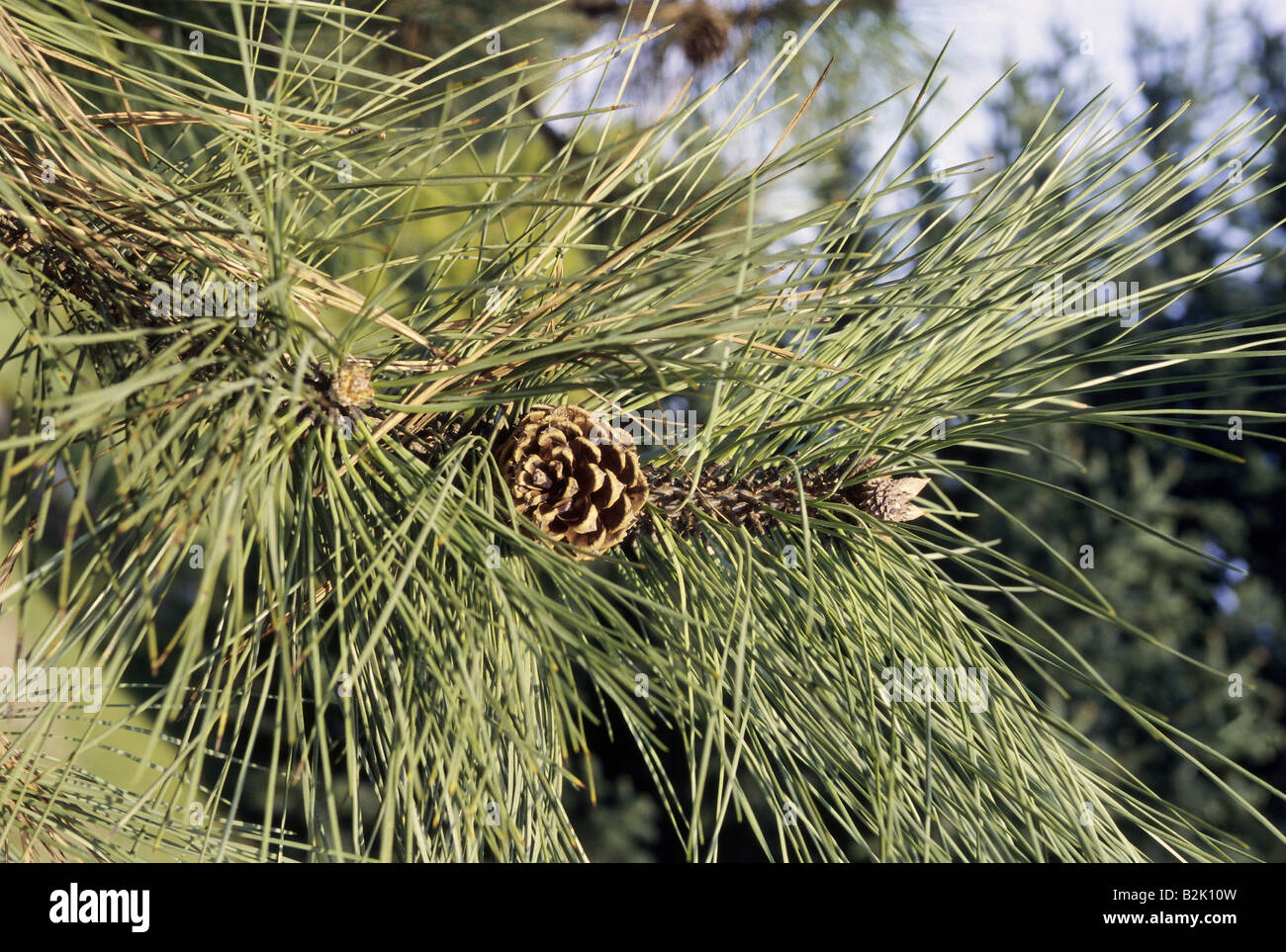 Pinus ponderosa pinaceae -Fotos und -Bildmaterial in hoher Auflösung ...
