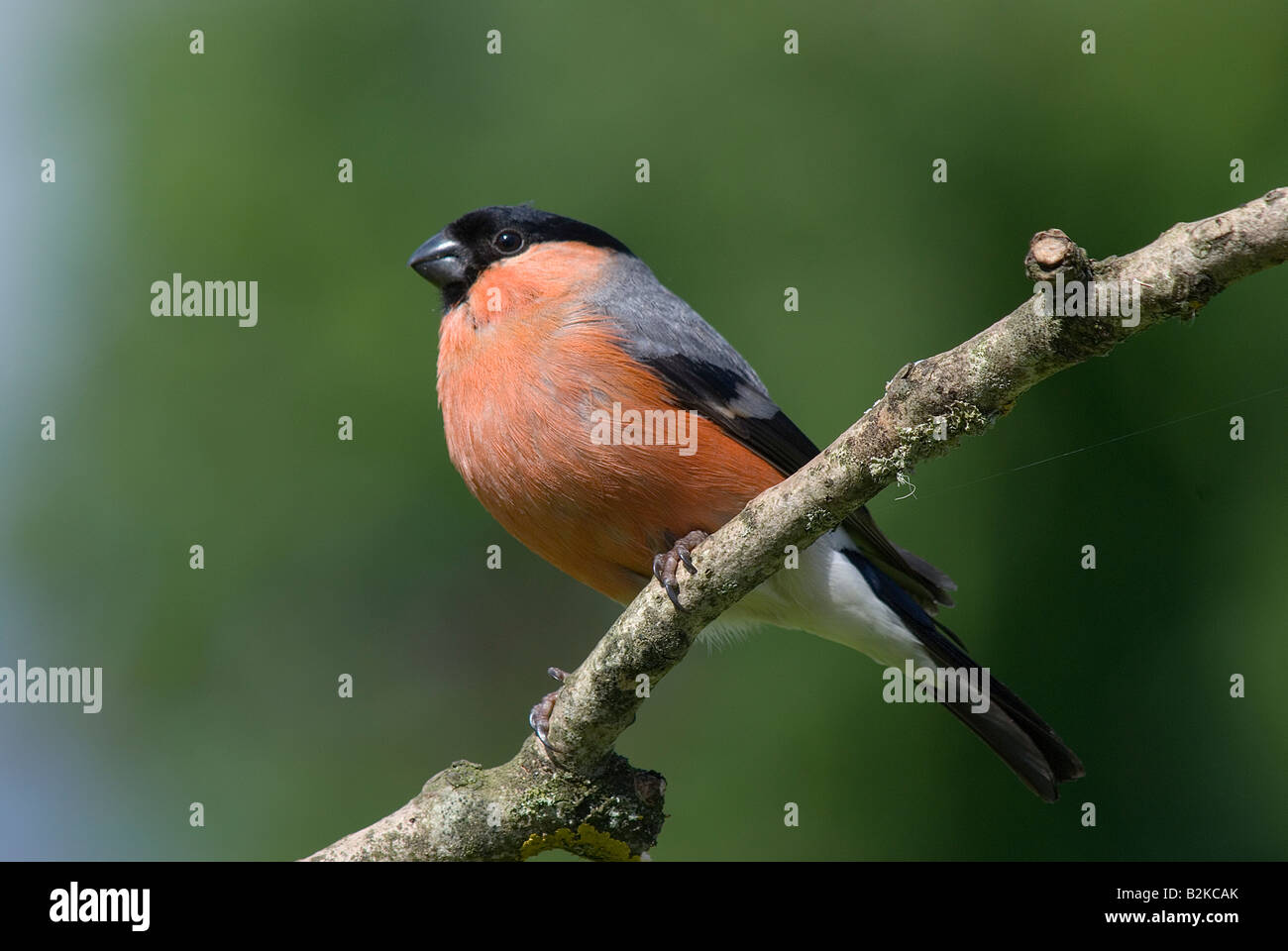 Gimpel flug -Fotos und -Bildmaterial in hoher Auflösung – Alamy
