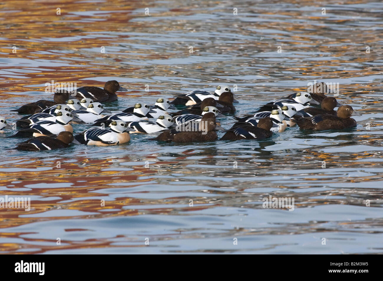 Steller s Eider Polysticta Stelleri Männchen und Weibchen ...