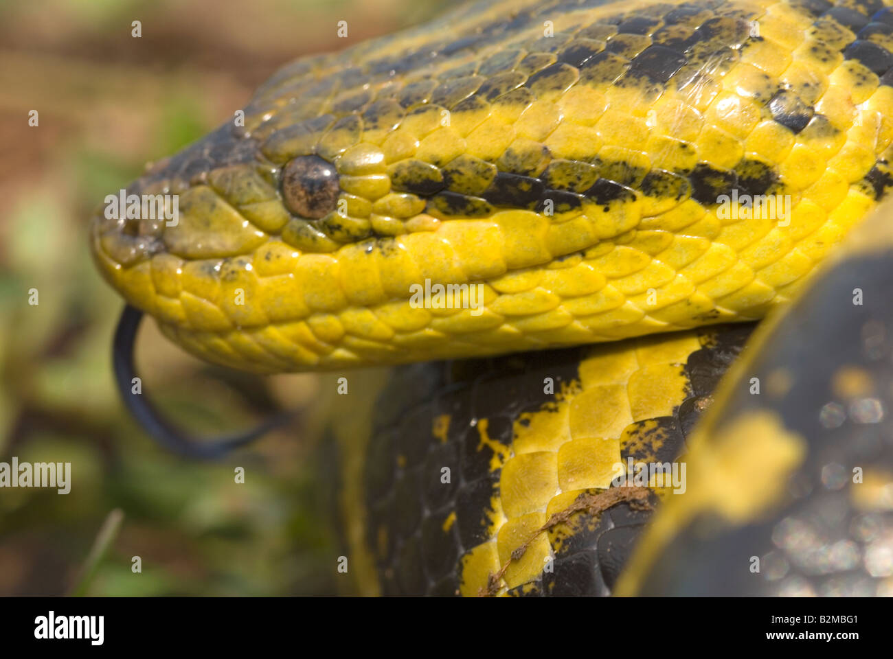 Yellow anaconda -Fotos und -Bildmaterial in hoher Auflösung – Alamy