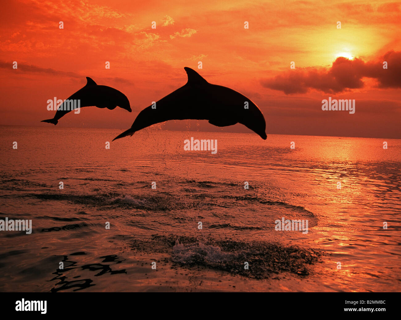 Tursiops Truncatus Delfine springen Bei Raummotive Karibik Honduras ...