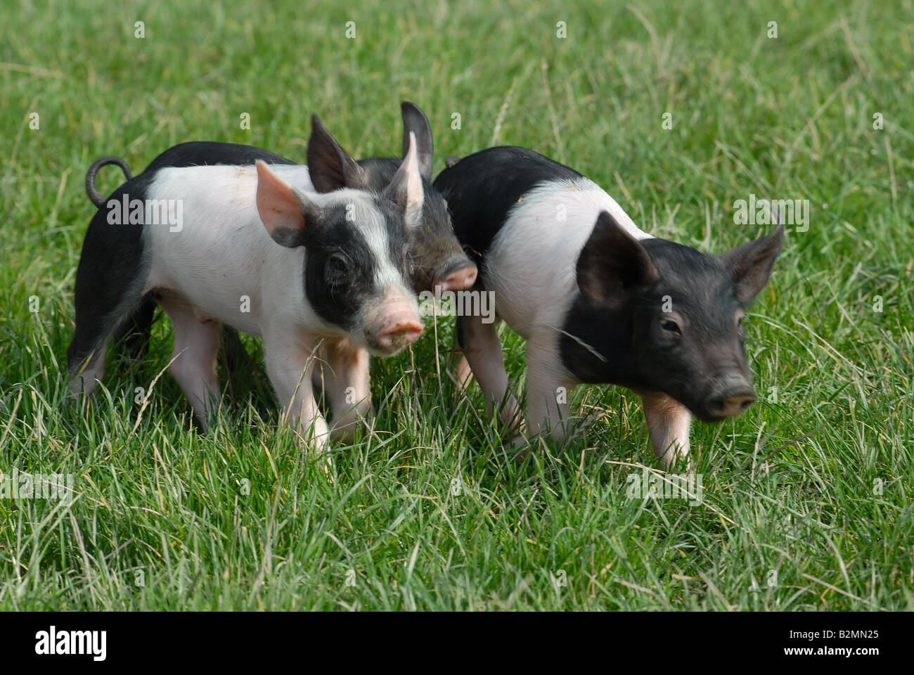 Schwein ferkel -Fotos und -Bildmaterial in hoher Auflösung – Alamy