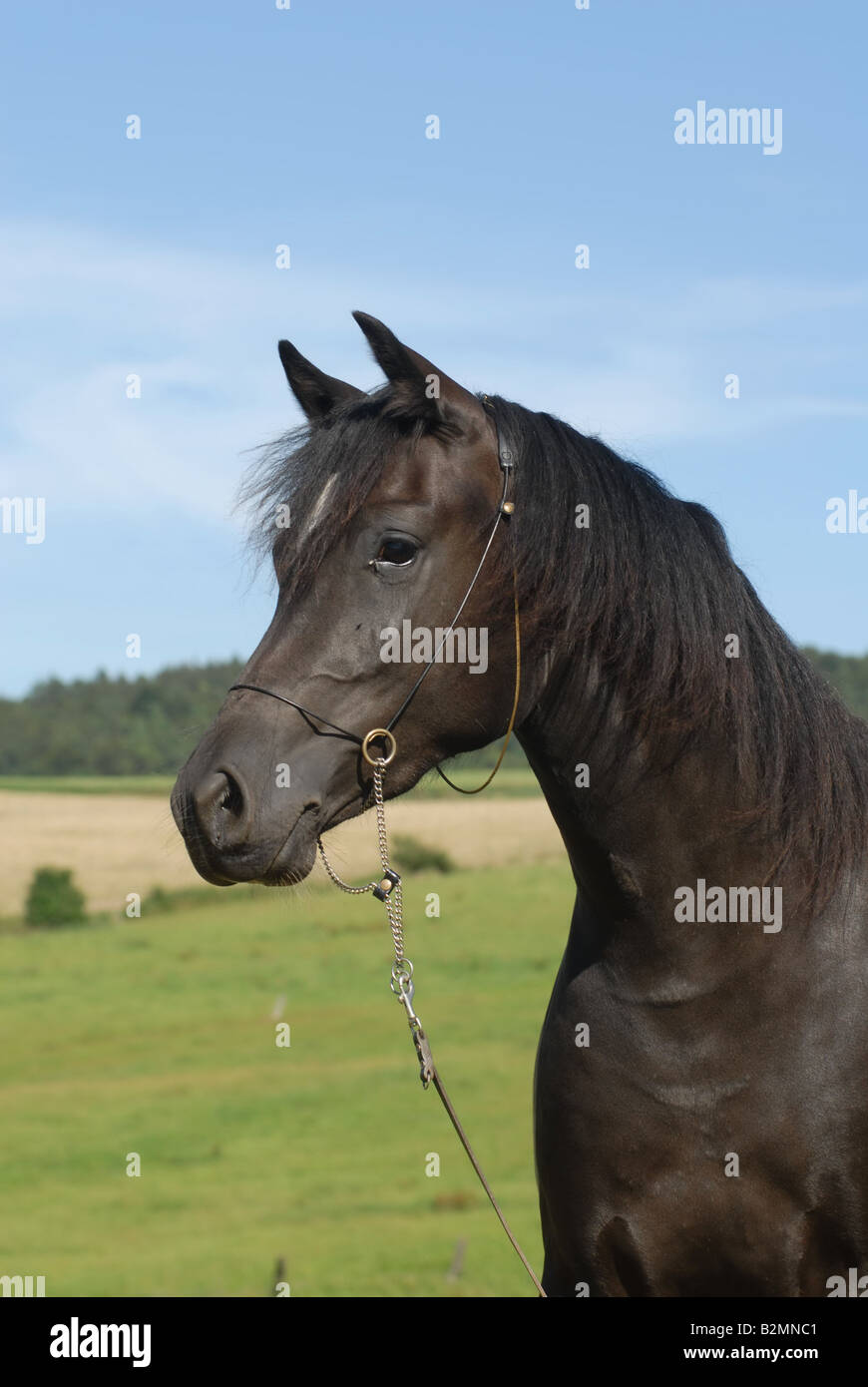 German riding pony welsh pony -Fotos und -Bildmaterial in hoher ...