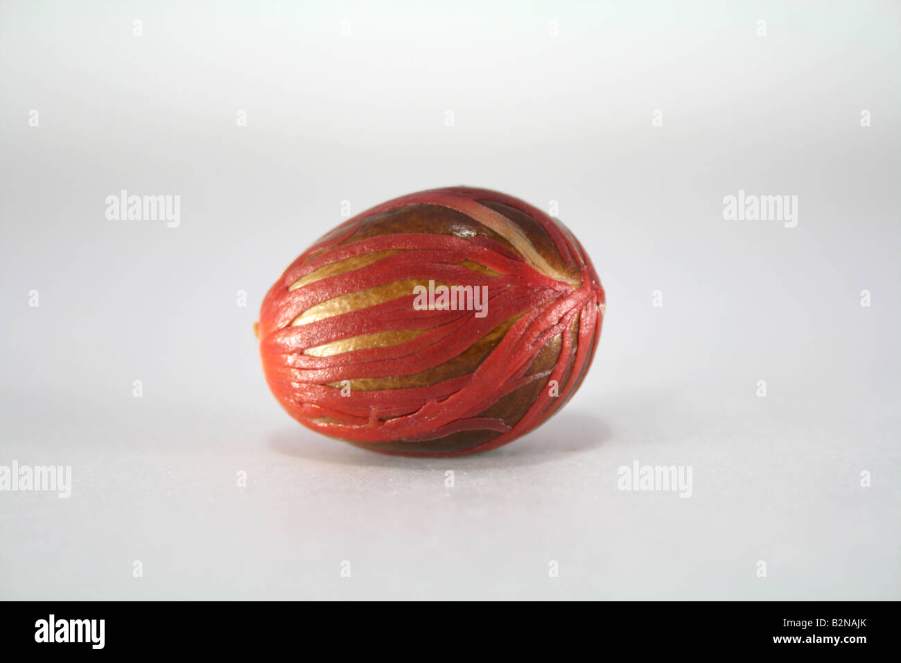 Nutmeg tree fruit -Fotos und -Bildmaterial in hoher Auflösung – Alamy