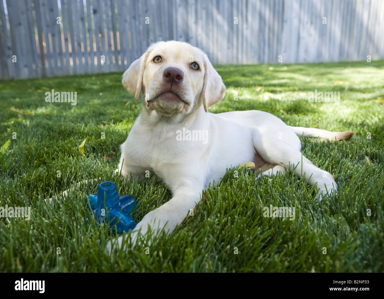 Golden retriever puppy toy in -Fotos und -Bildmaterial in hoher ...