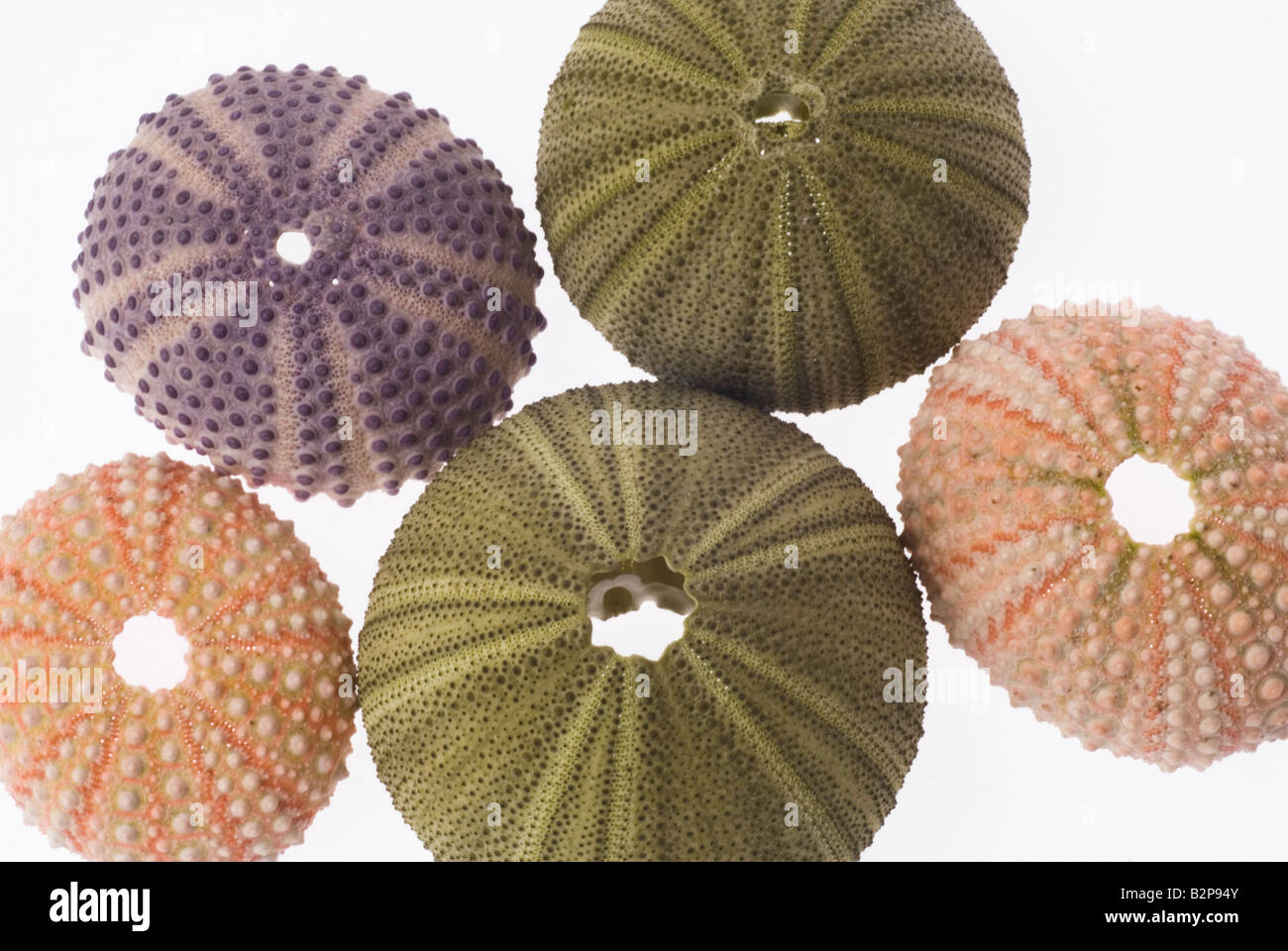 Pink green sea urchin shells -Fotos und -Bildmaterial in hoher ...