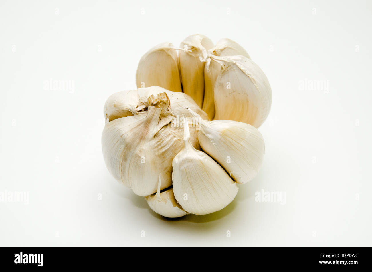 Allium Sativum Knoblauchzwiebel und Knoblauchzehen auf weißem ...