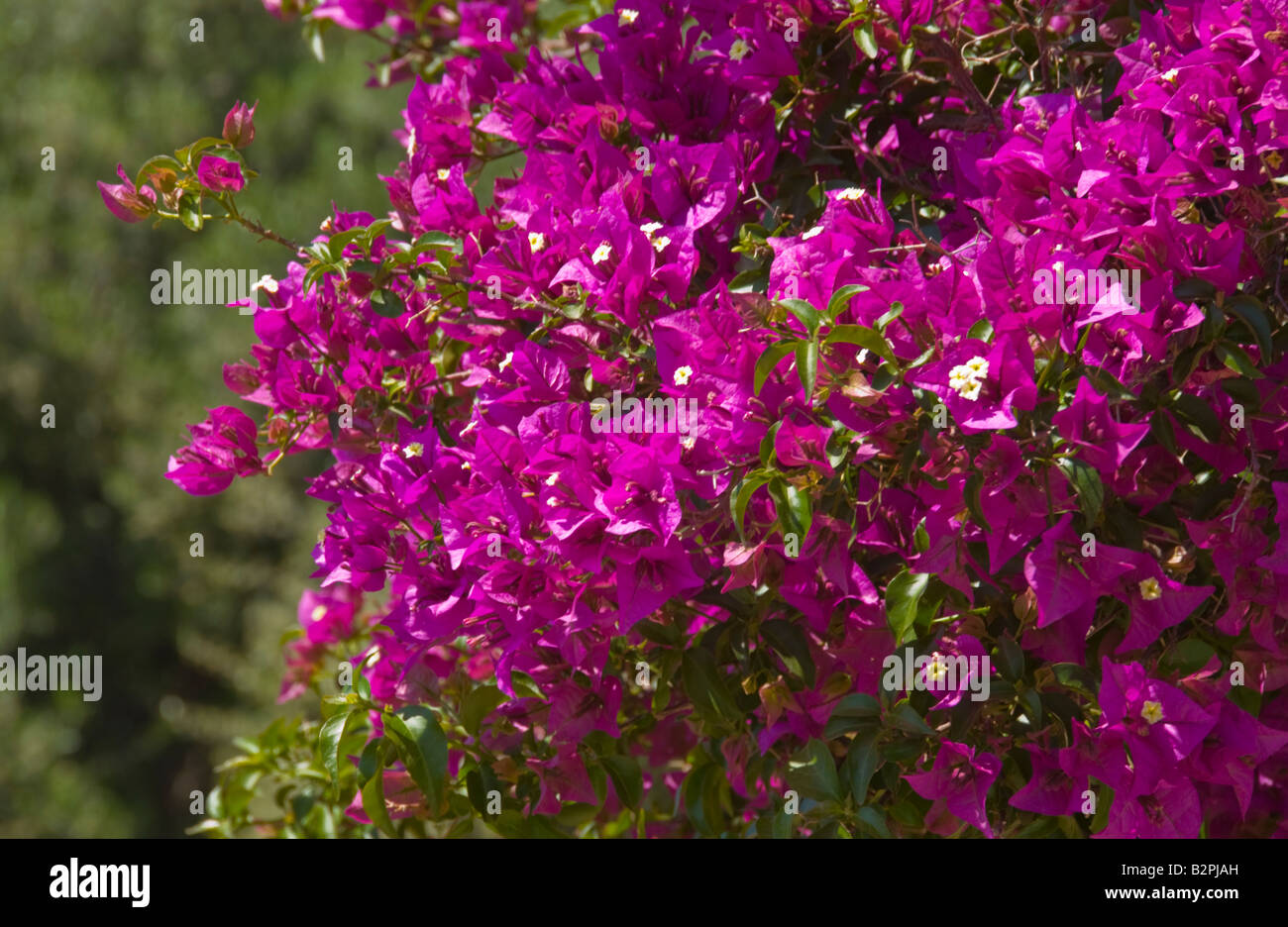 Flora of crete -Fotos und -Bildmaterial in hoher Auflösung – Alamy