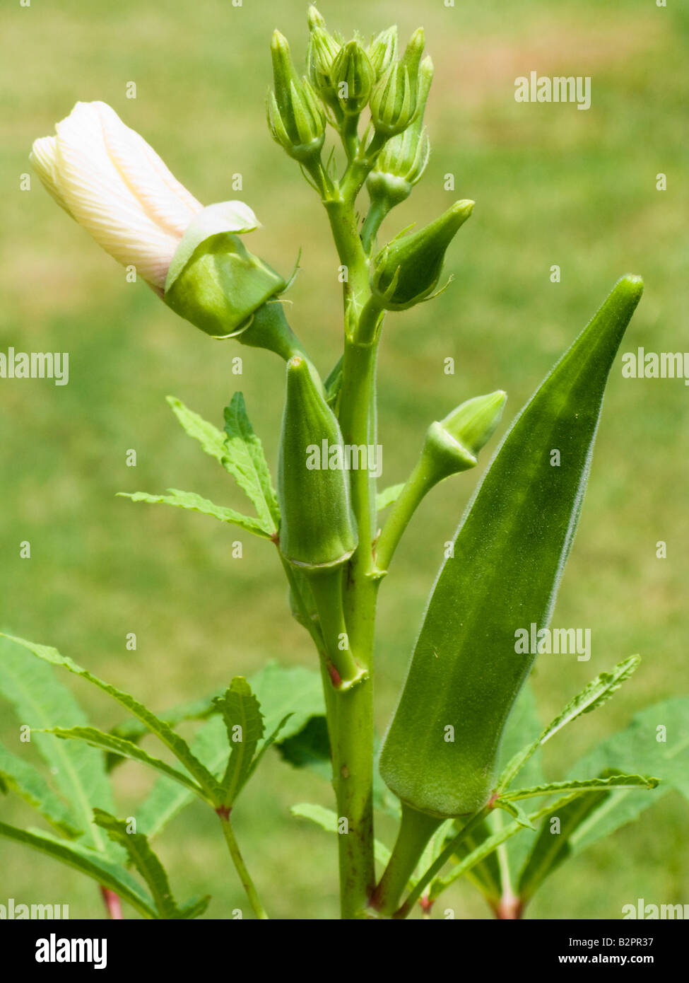 Grüne okra pflanze -Fotos und -Bildmaterial in hoher Auflösung – Alamy