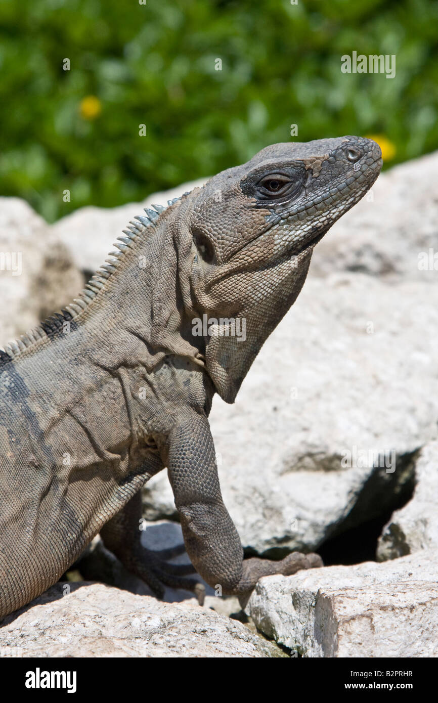 Mexico yucatan green iguana lizard -Fotos und -Bildmaterial in hoher ...