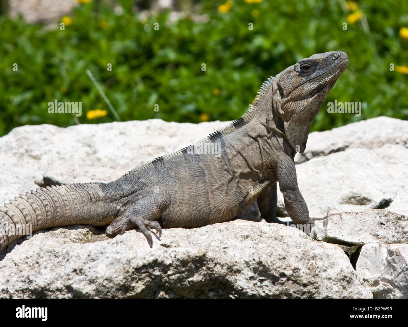 Mexico yucatan green iguana lizard -Fotos und -Bildmaterial in hoher ...