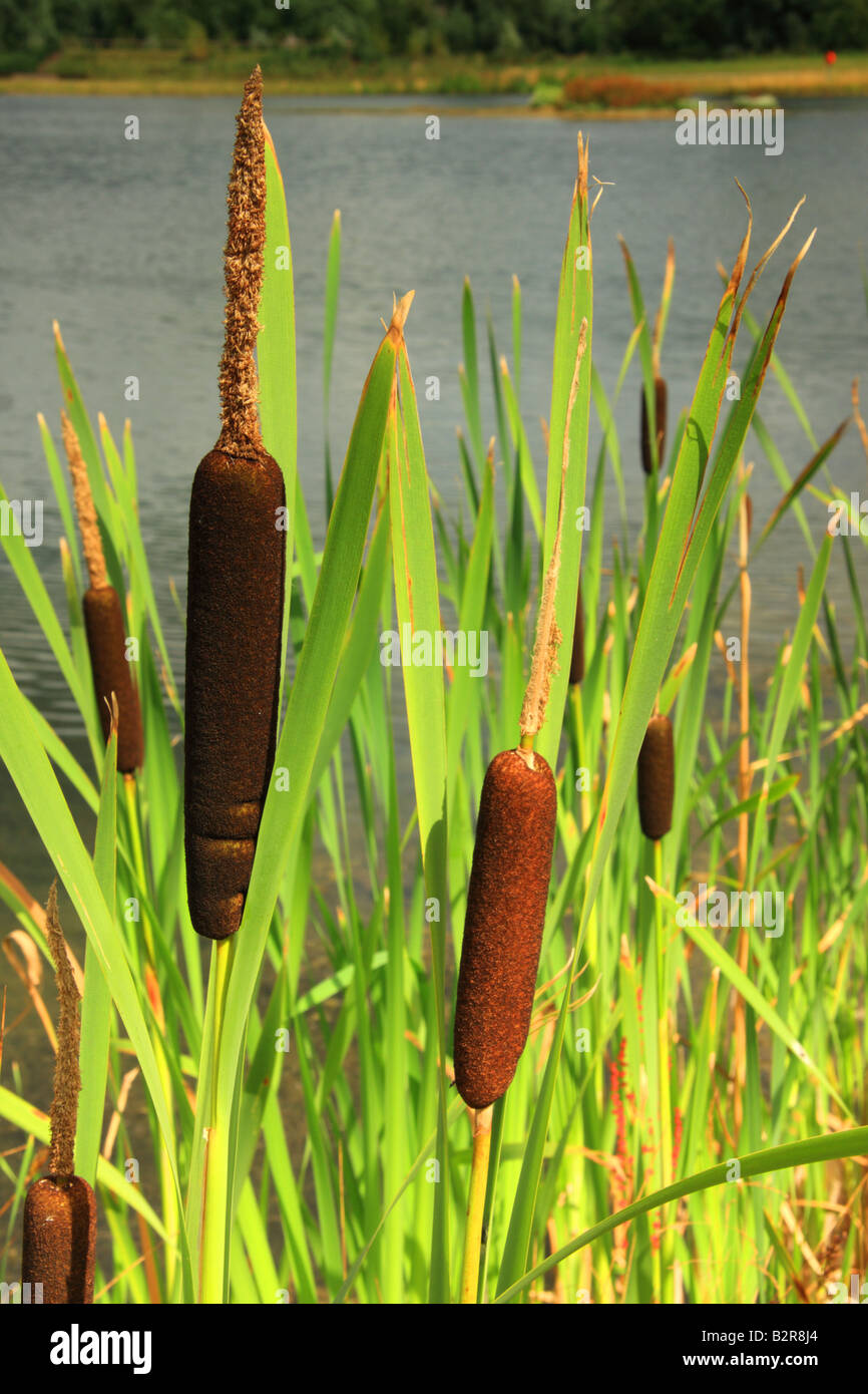 Moses basket reed -Fotos und -Bildmaterial in hoher Auflösung – Alamy