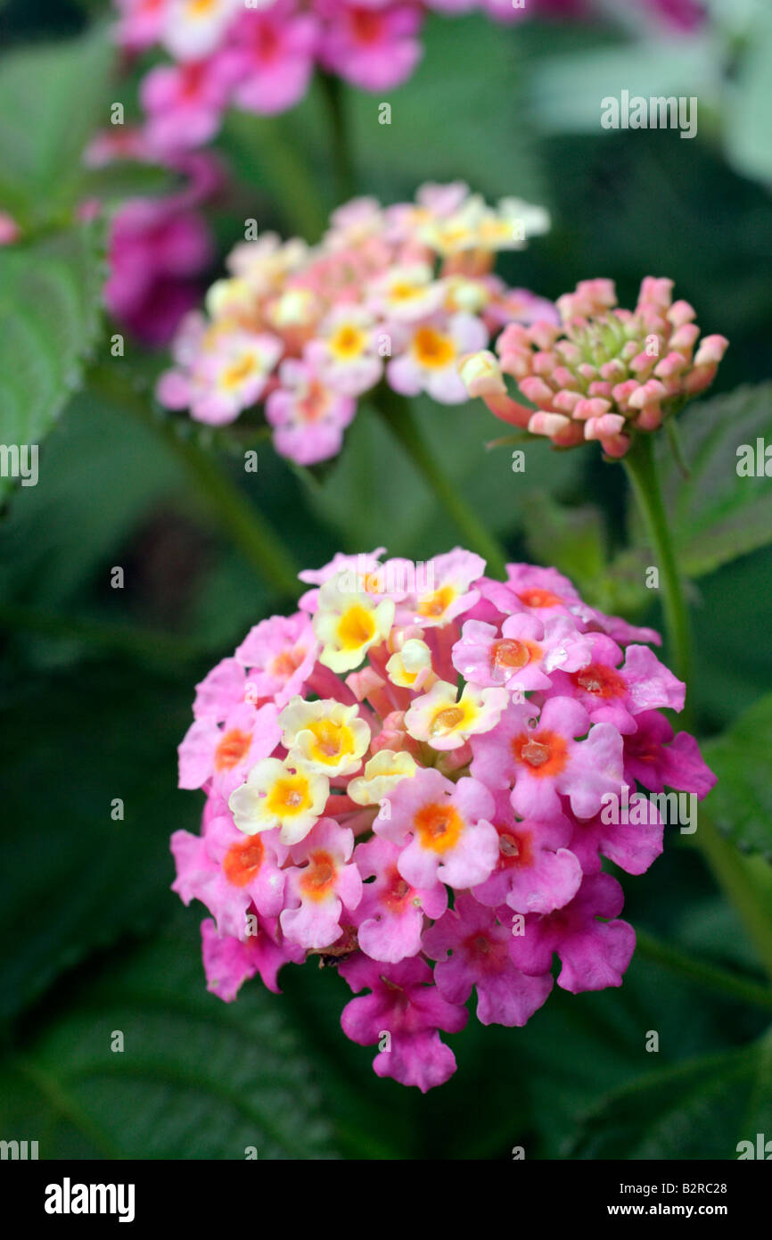 Lantana camara rose blumentopf zart sommer mauve rosa terrasse -Fotos ...