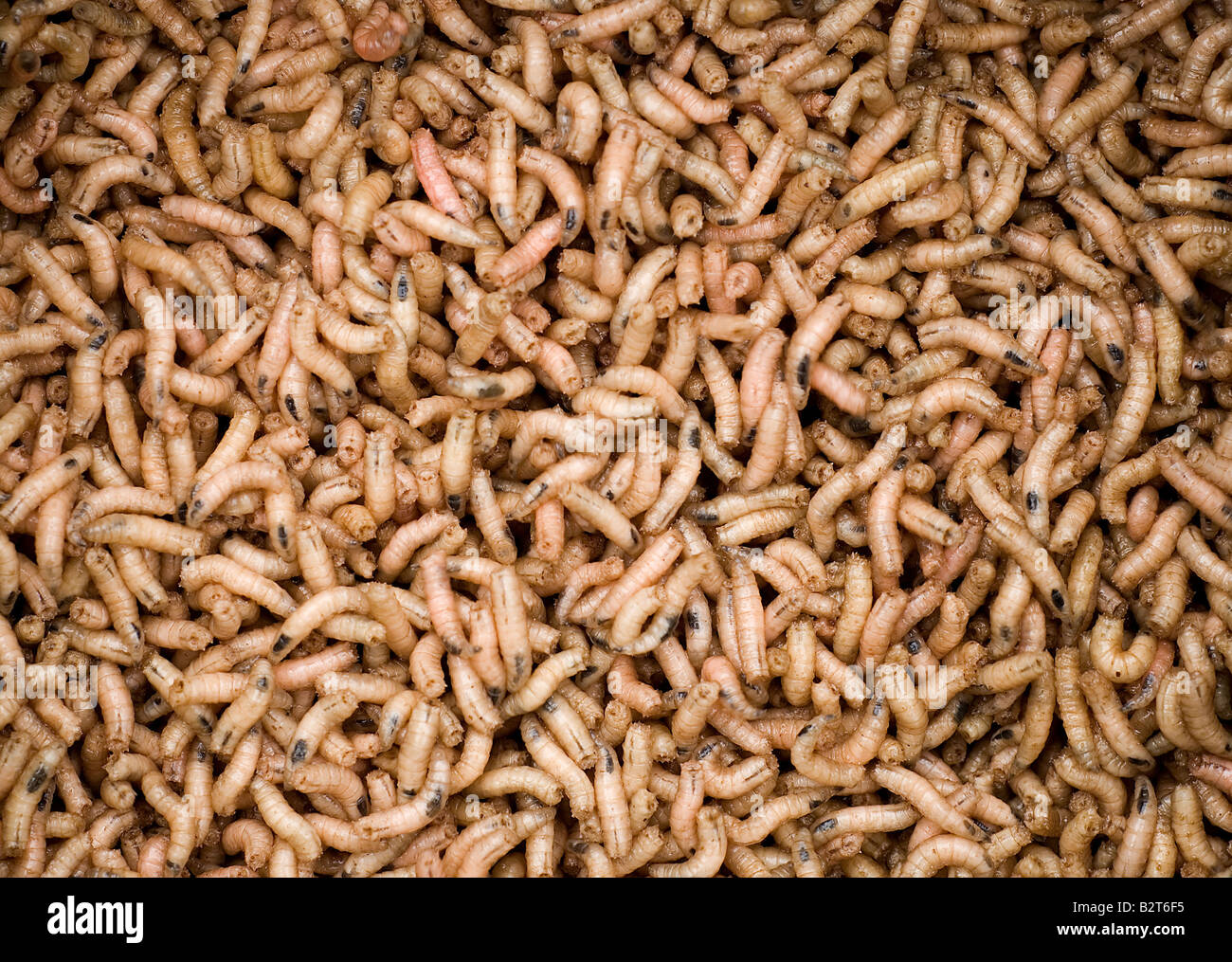 Maden Therapie Stockfotos und -bilder Kaufen - Alamy