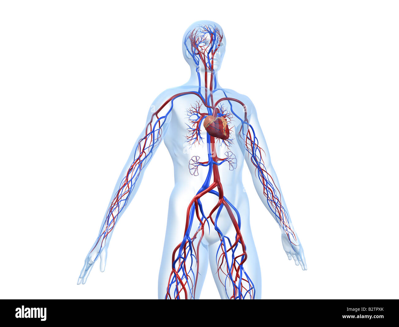 Herz kreislauf system -Fotos und -Bildmaterial in hoher Auflösung – Alamy