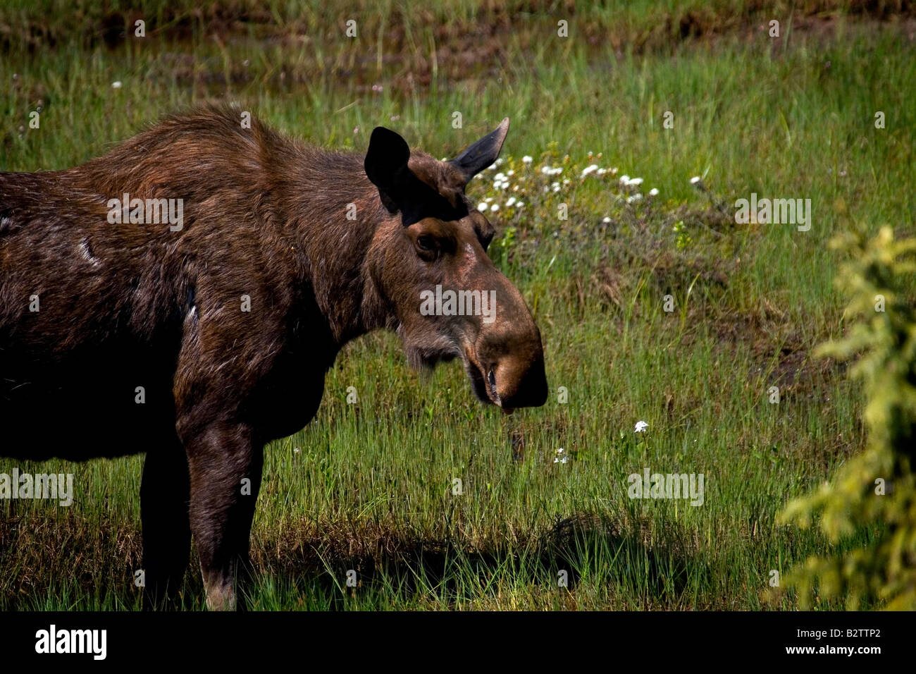 Alaskan Elch Alces Alces Gigas Stockfotos und -bilder Kaufen - Alamy