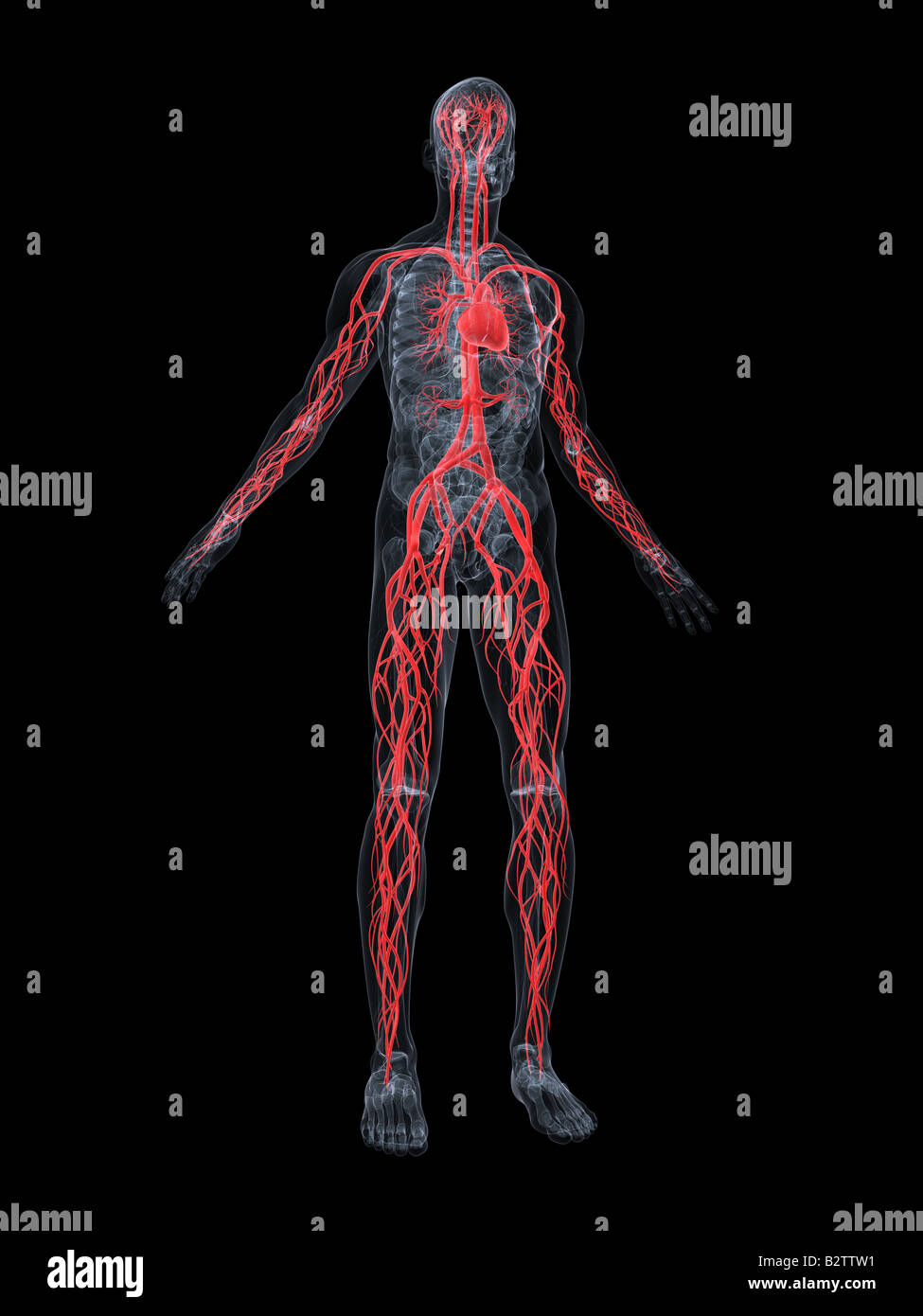 Gesundes herz kreislauf system -Fotos und -Bildmaterial in hoher ...