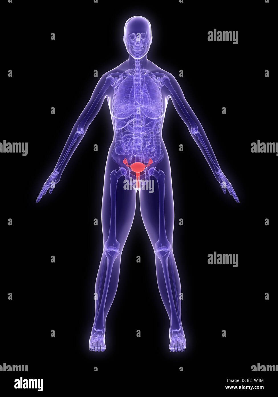 3d anatomisch uterus -Fotos und -Bildmaterial in hoher Auflösung – Alamy