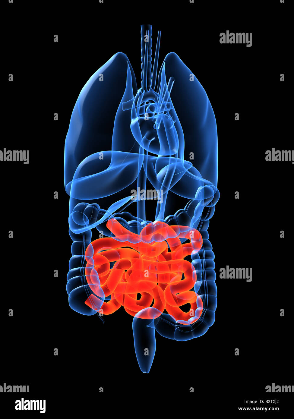 Intestines human organ -Fotos und -Bildmaterial in hoher Auflösung – Alamy