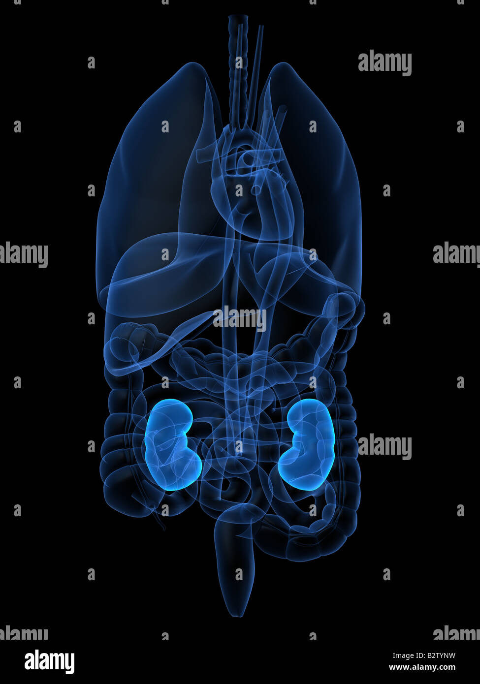 Anatomie nieren -Fotos und -Bildmaterial in hoher Auflösung – Alamy