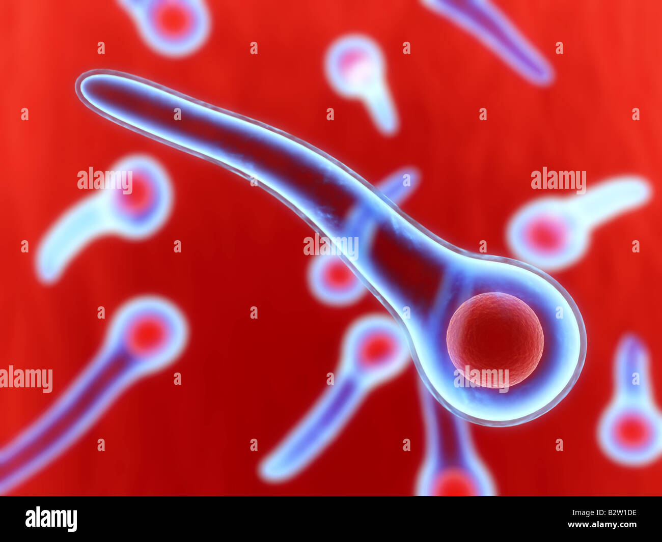 Tetanus Bacillus Stockfotos und -bilder Kaufen - Alamy