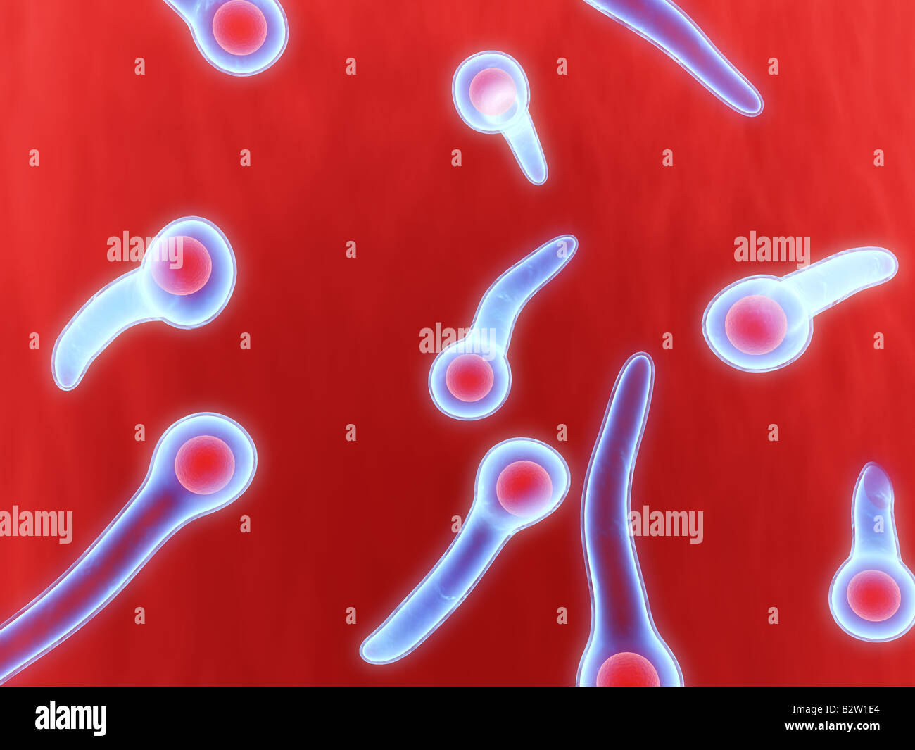 Tetanus Bacillus Stockfotos und -bilder Kaufen - Alamy