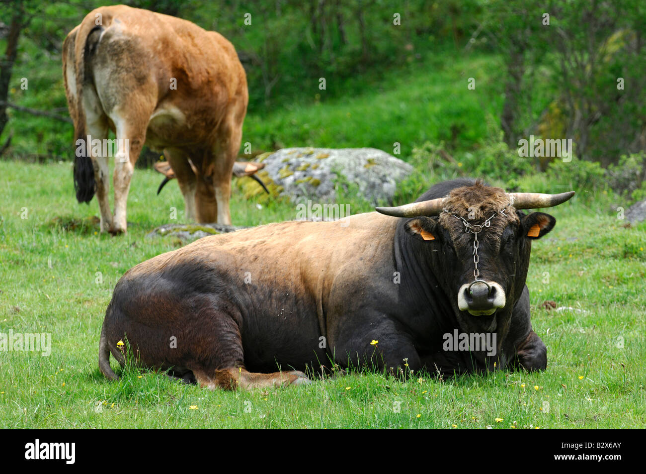 Liegenden Aubrac Bull, Aubrac-Rasse, Frankreich Stockfotografie - Alamy