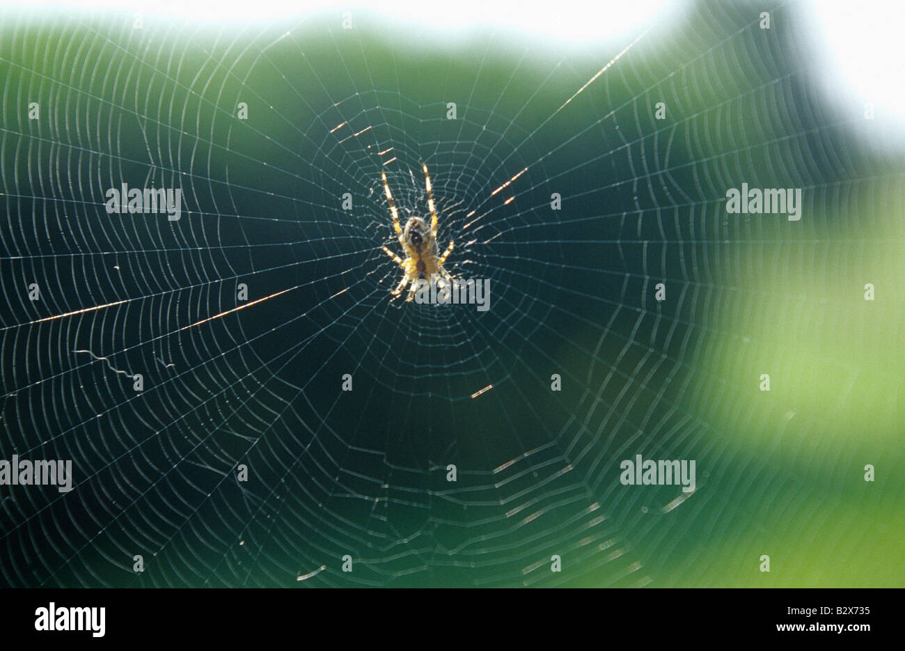 Spinne dreht sein netz -Fotos und -Bildmaterial in hoher Auflösung – Alamy