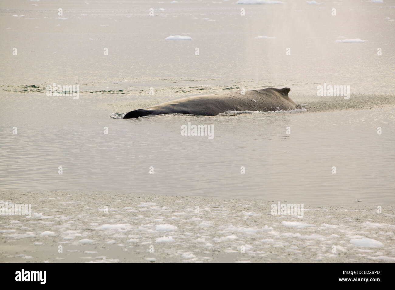 Finnwale auftauchen unter Eisberge aus dem Jacobshavn Gletscher in ...