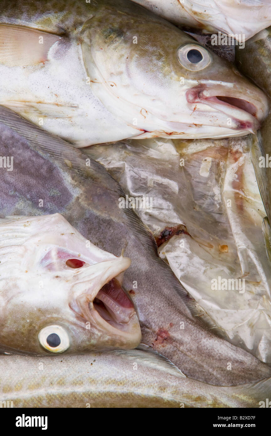 Grönland kabeljau -Fotos und -Bildmaterial in hoher Auflösung – Alamy