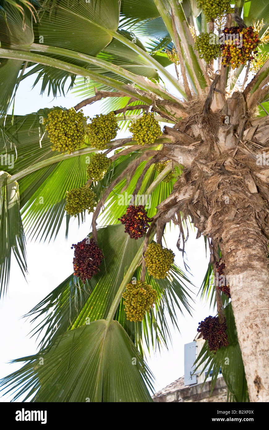 Dattelpalme phönix dactylifera -Fotos und -Bildmaterial in hoher Auflösung – Alamy